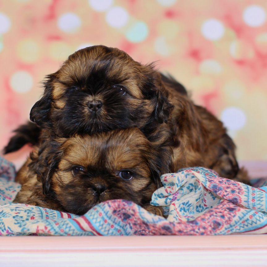 Ши-тцу, щенок