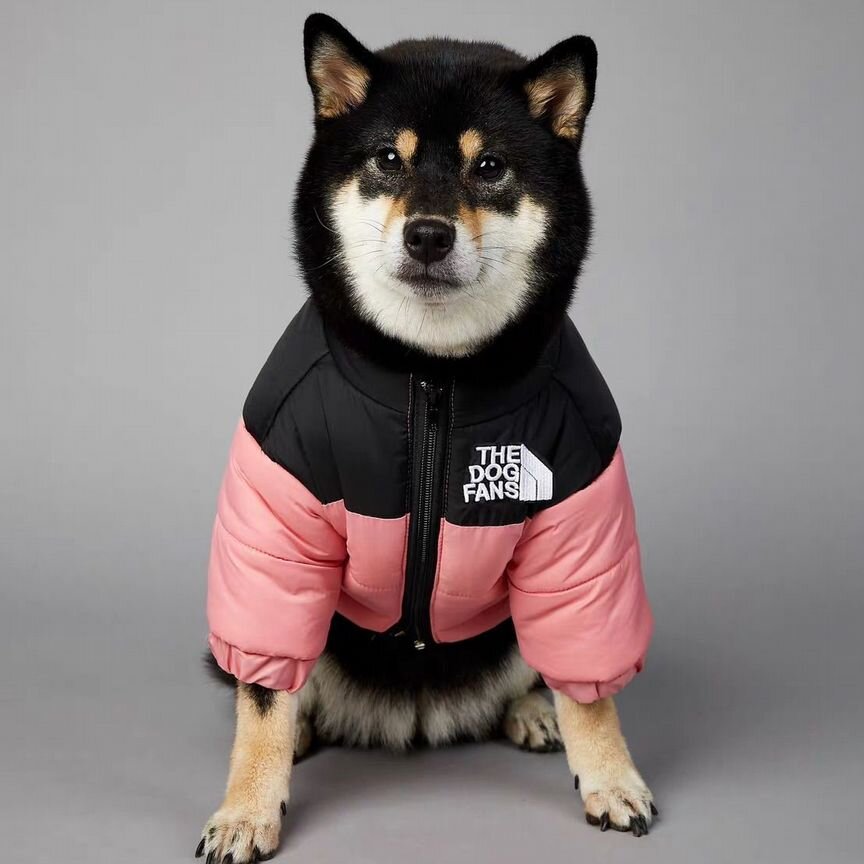 Одежда для собак