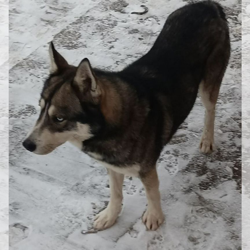 Взрослая собака в добрые руки