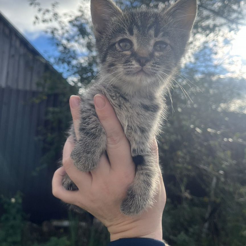 Котята от матёрой кошки крысоловки