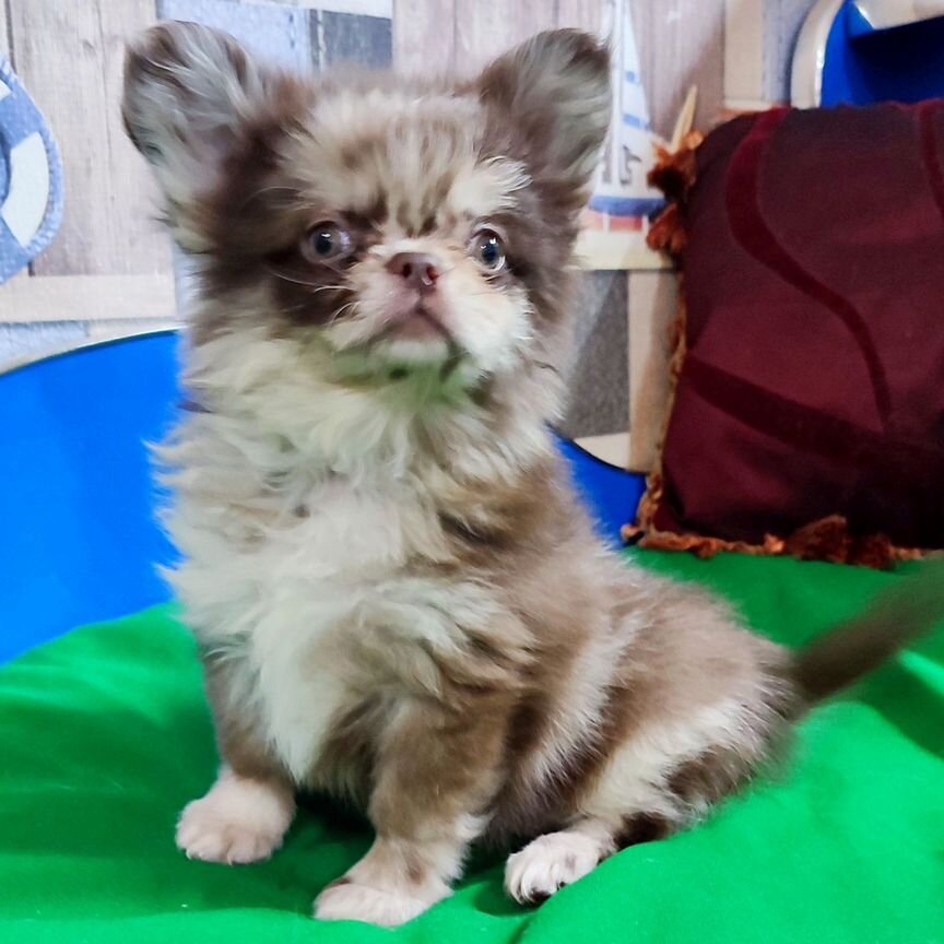 Чихуахуа, щенок