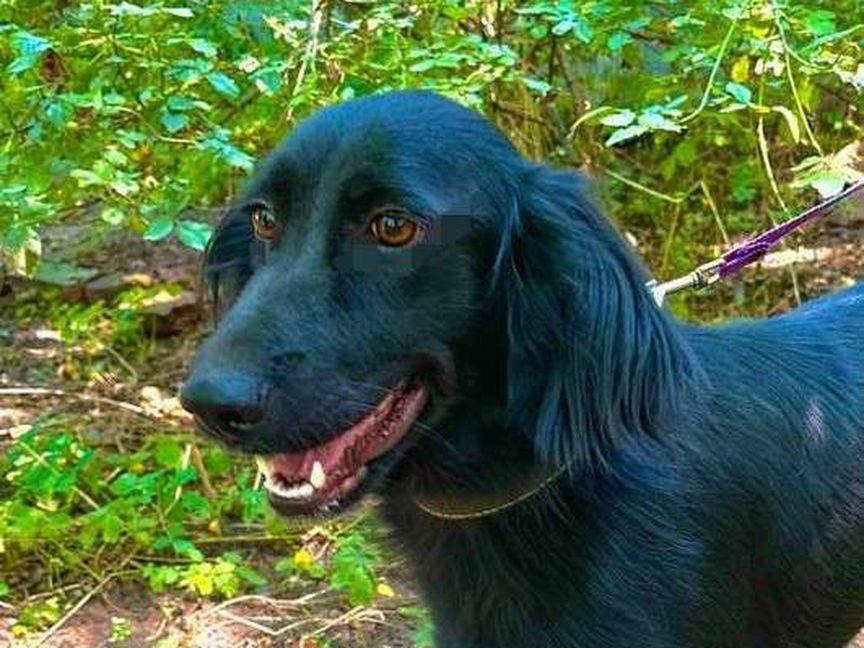 Красивая собака в добрые руки