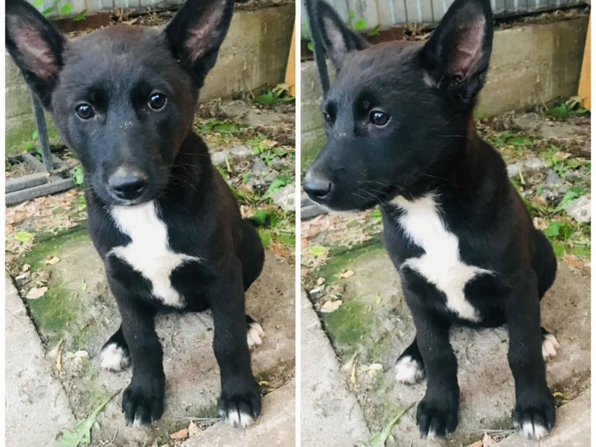 Милый ушастик