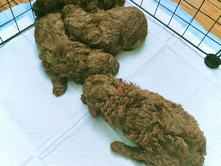 Щенки Red Brown