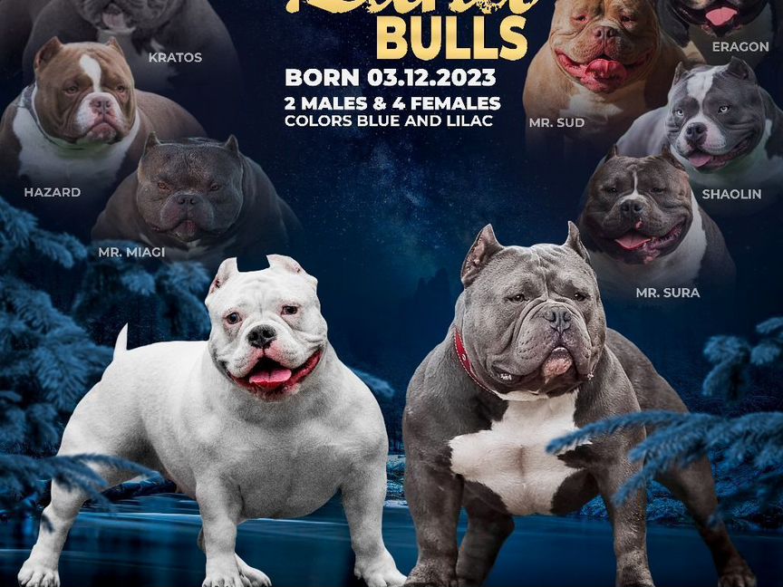 Американский булли топ крови