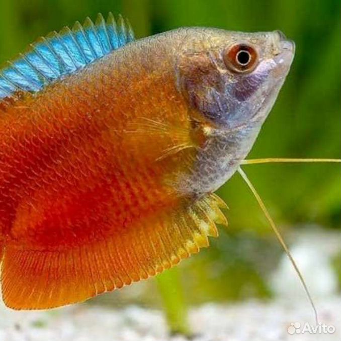 Лялиус красный Аквариумные рыбки в ассортименте