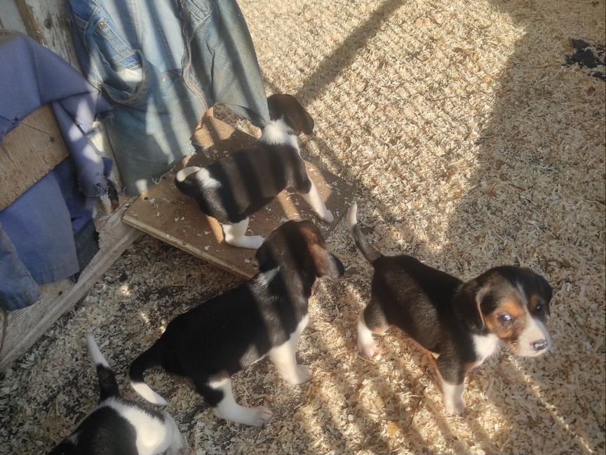 Эстонская гончая щенки