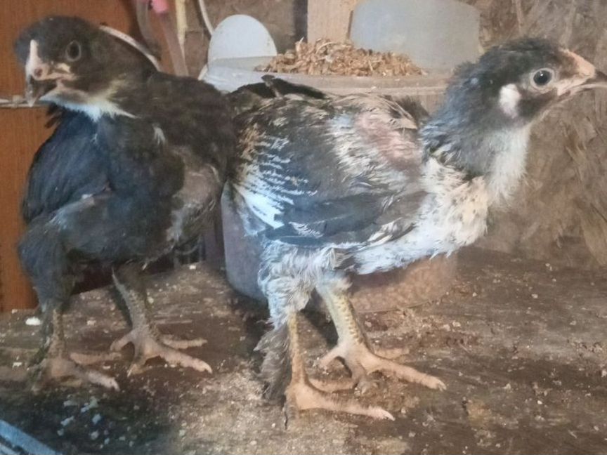 Куры несушки