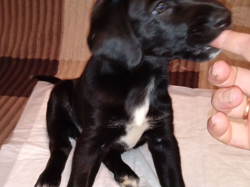 Русский спаниель