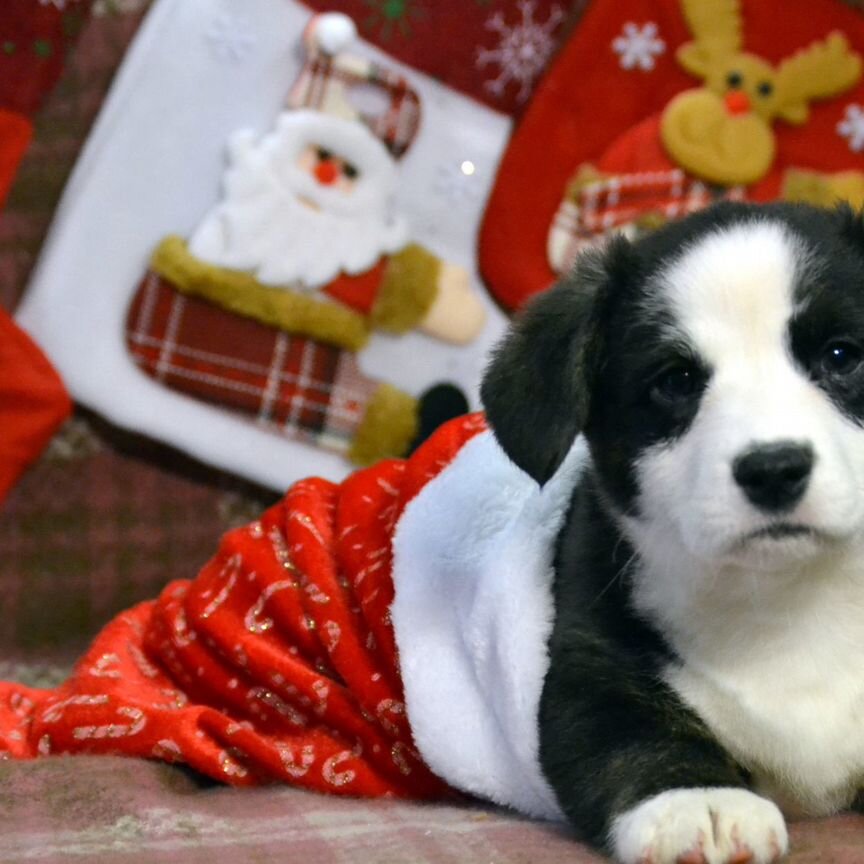 Щенки вельш корги