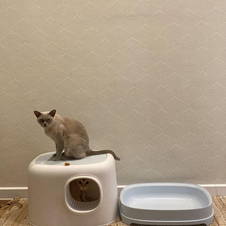 Кошачий лоток закрытый