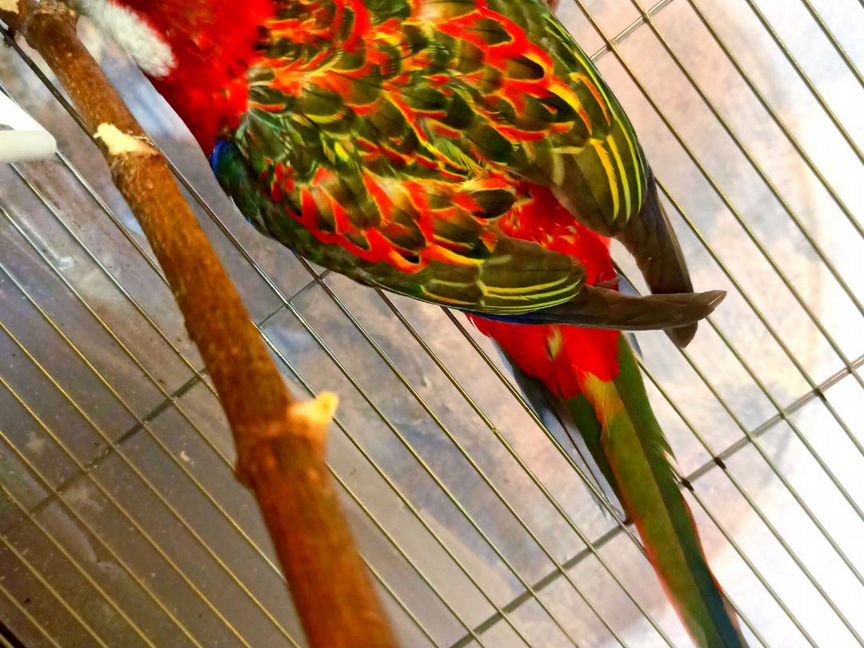 Попугай Розелла