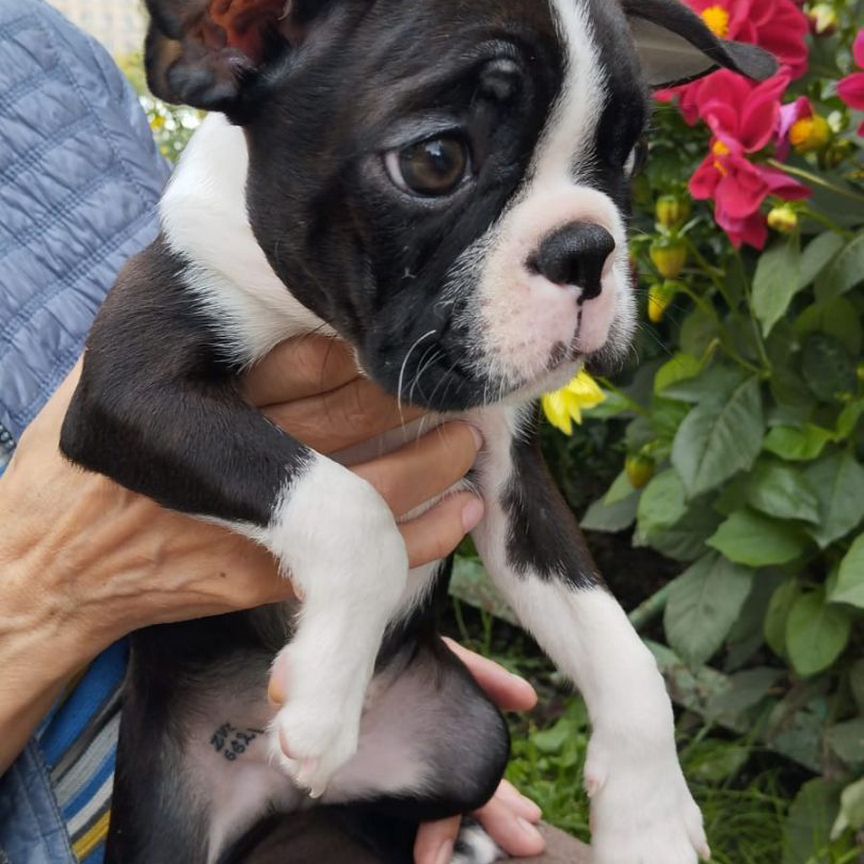 Щенки бостон терьер