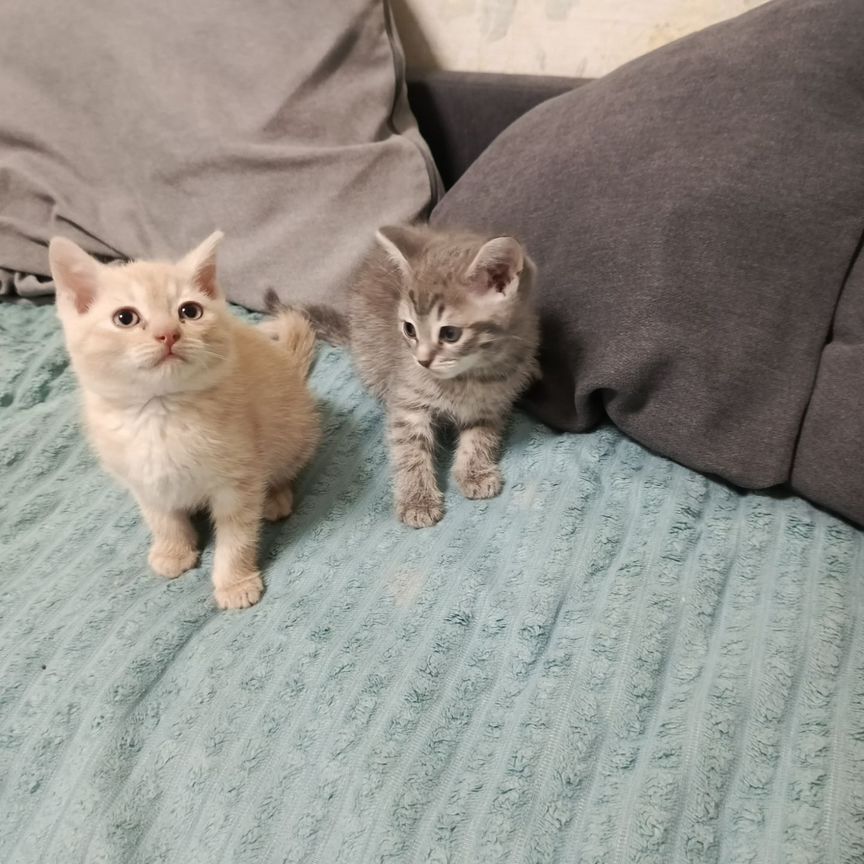 Котята в добрые руки бесплатно