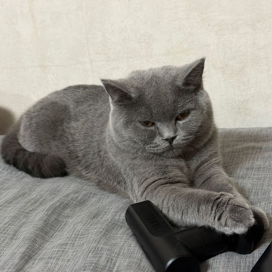 Британский короткошёрстный котёнок