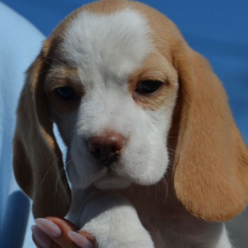 Бигль, щенок