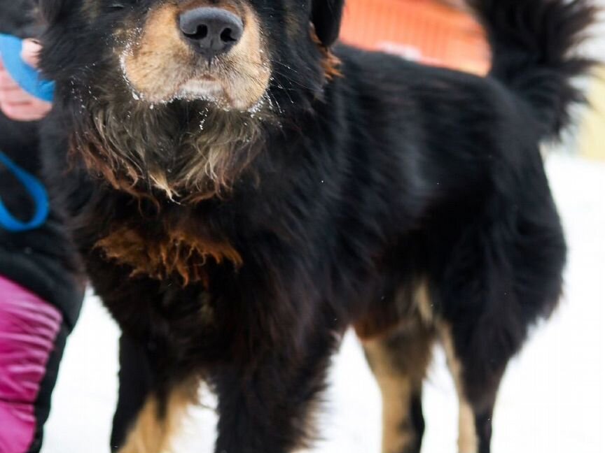 Мини мастиф из приюта