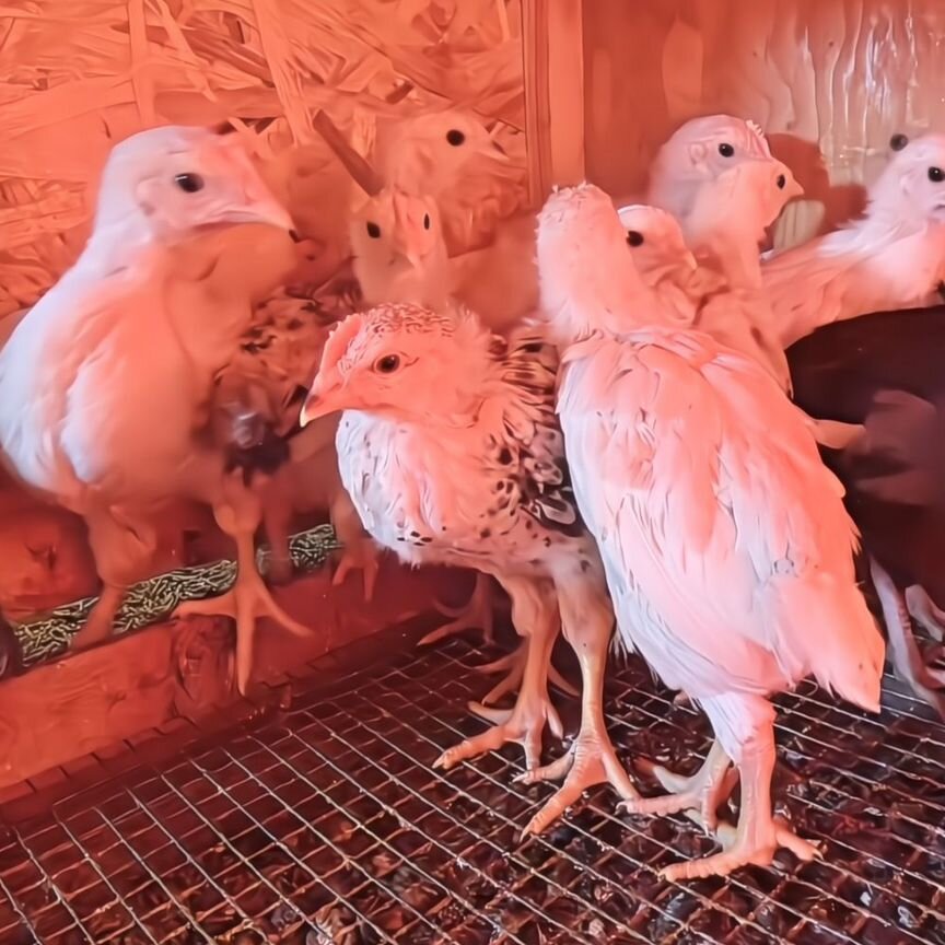 Цыплята несушки