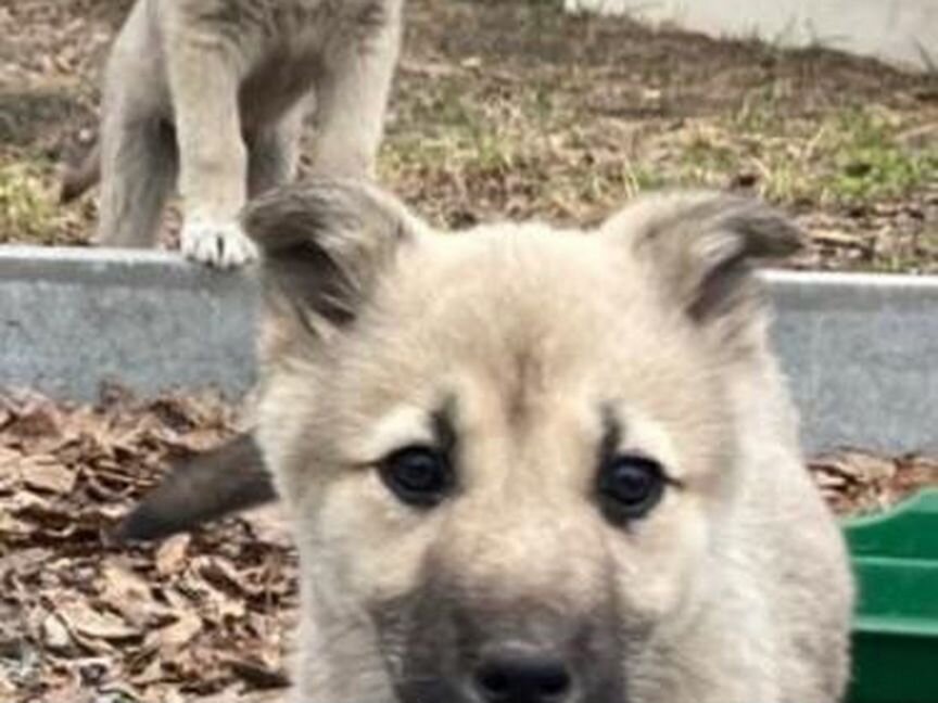 Умненькие, послушные щенки-девочки Дина и Лада