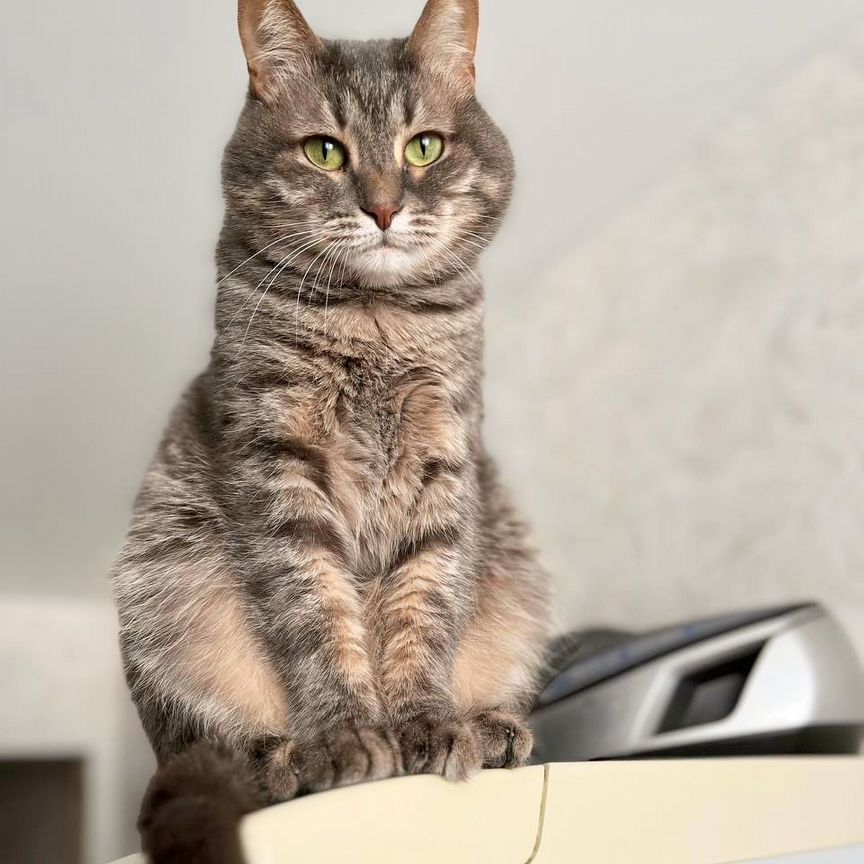 Отдам кота в добрые руки бесплатно