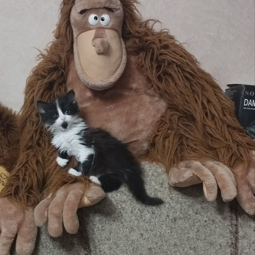 Котёнок двух цветный, ласковый
