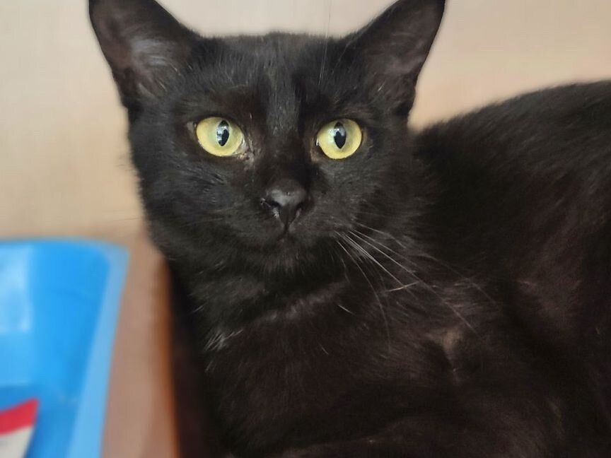 Котики и кошечки в добрые руки