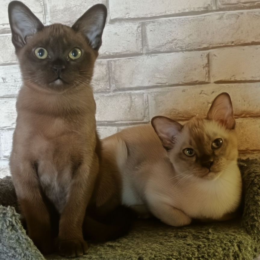 Европейский бурманский котёнок