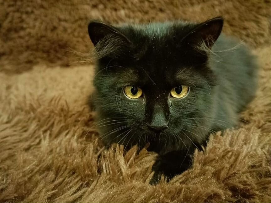 Котëнок
