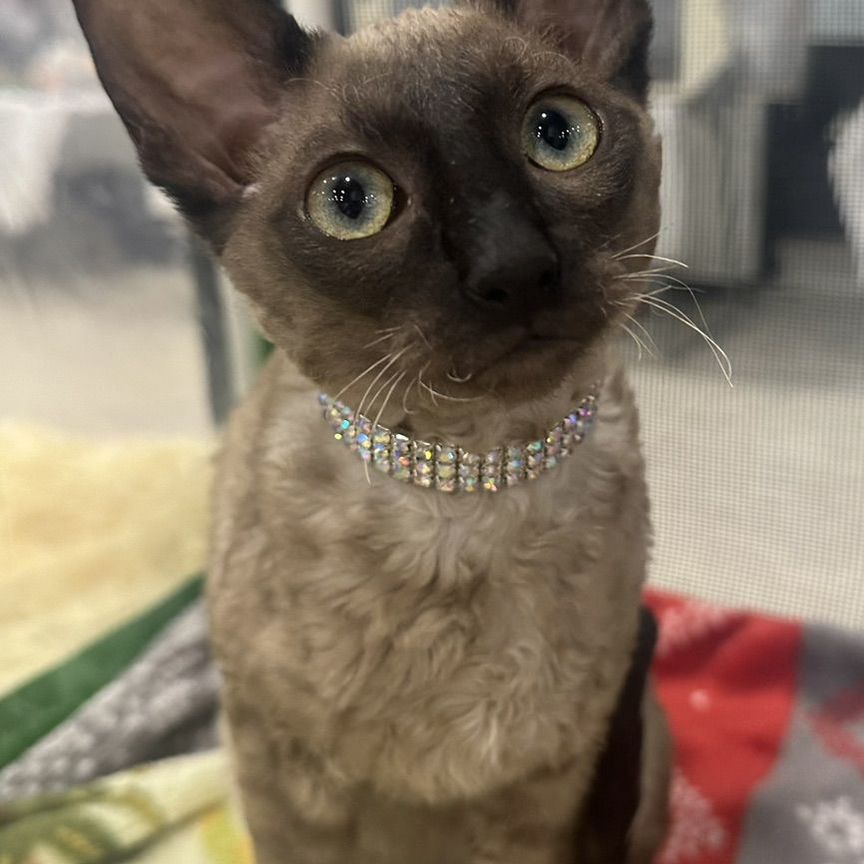 Котята породы корниш-рекс