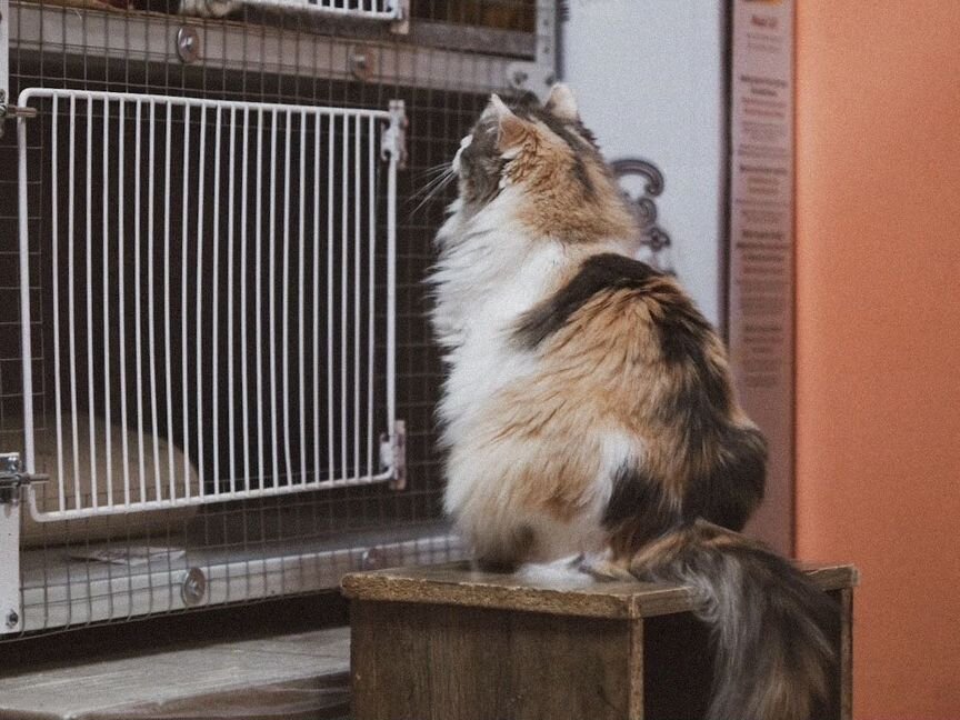 Кошка в добрые руки