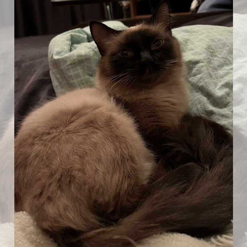 Сиамский котёнок