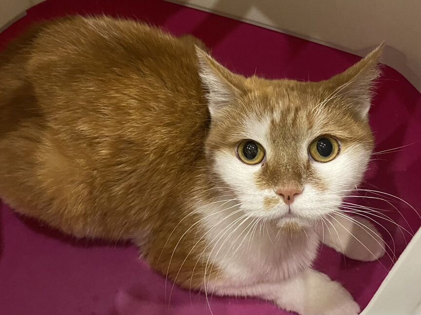 Кот молодой в добрые руки