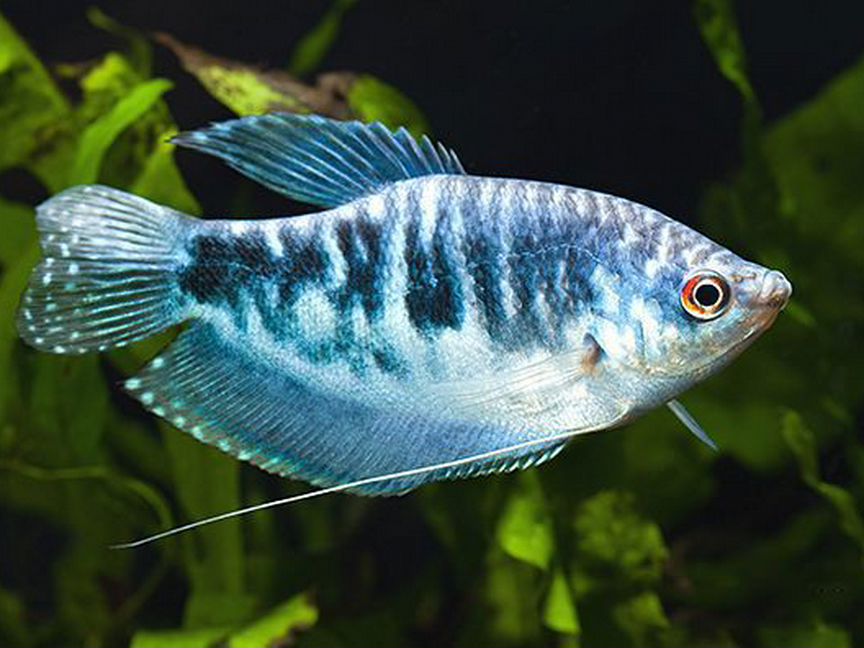 Гурами мраморный