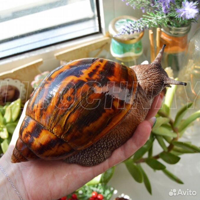 Ахатина Ахатина тигр F4 ух