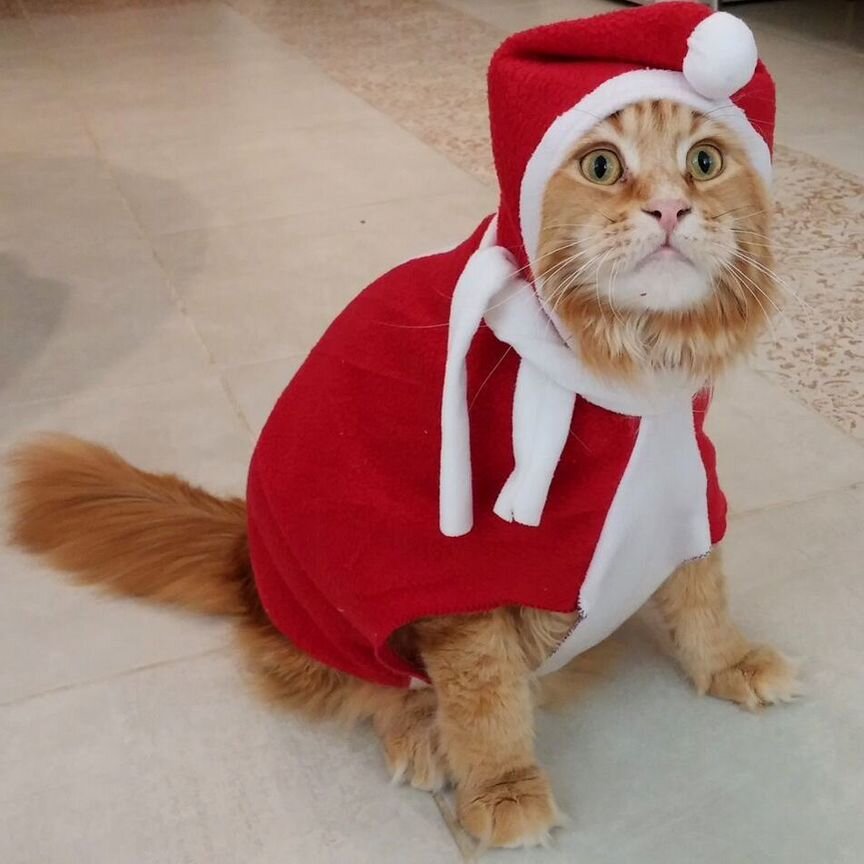 Костюм для кота