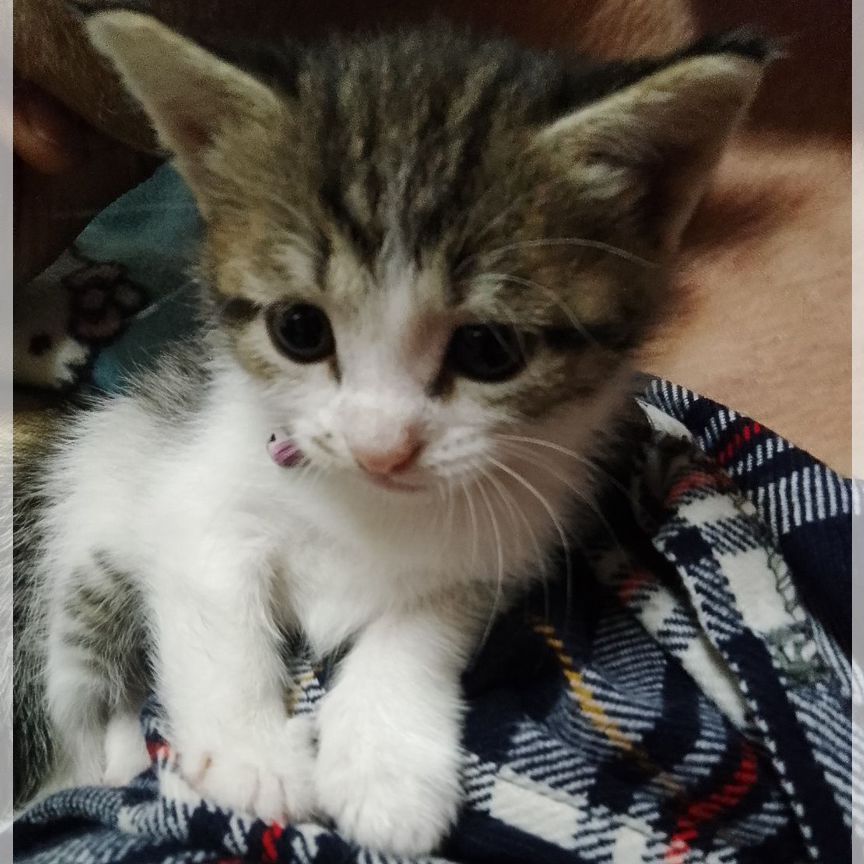 Котёнок в добрые руки