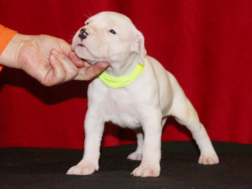 Аргентинский дог белоснежная девочка на декабрь