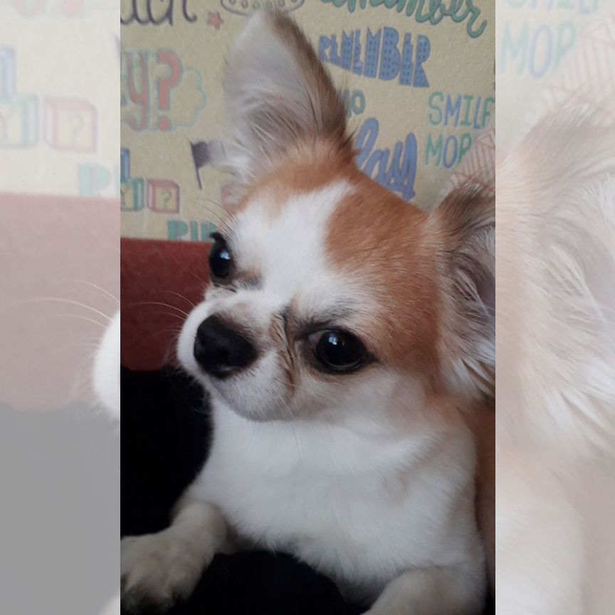 Чихуахуа, взрослый пёс