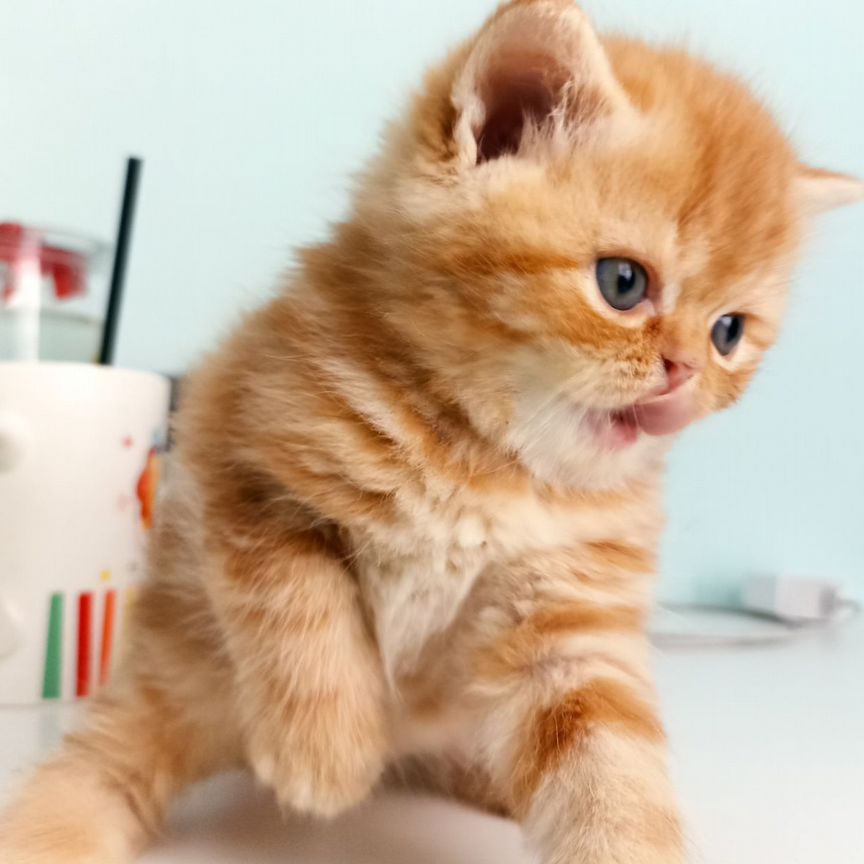 Персидский котёнок