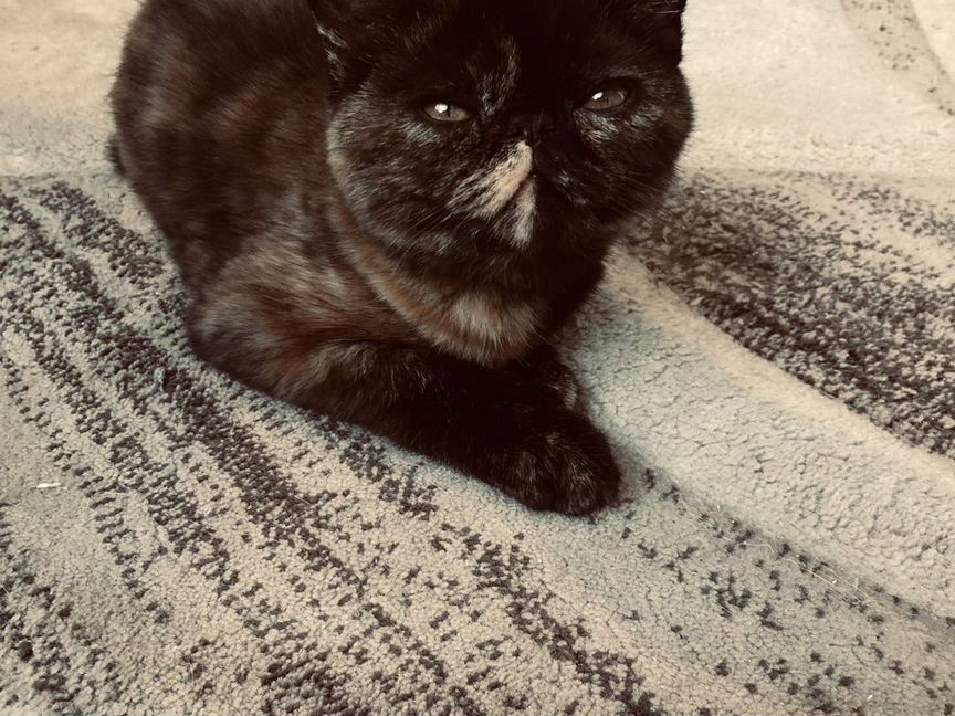 Экзотическая кошка