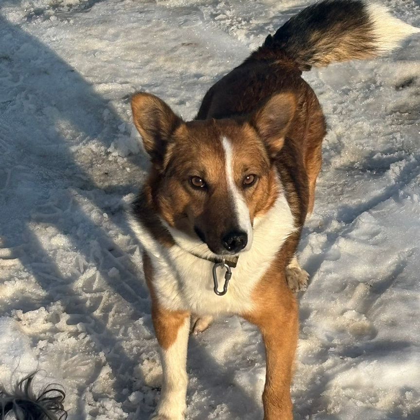 Взрослый пёс в добрые руки