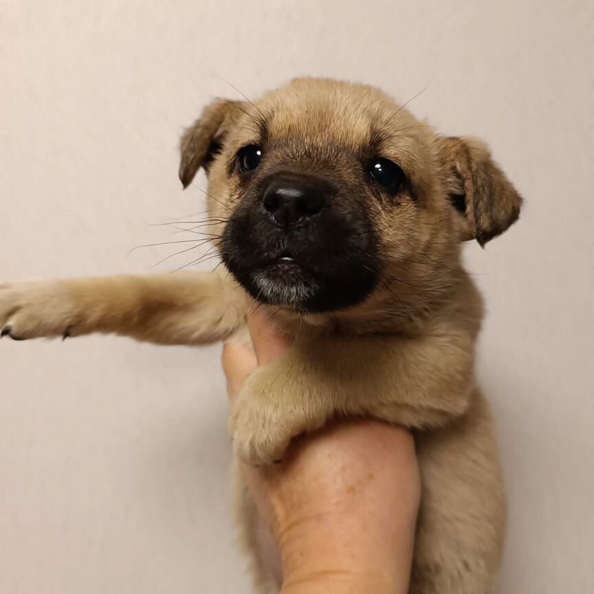 Небольшая щенулька ищет дом