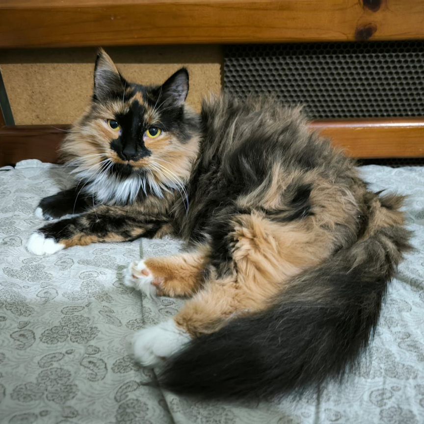 2 молодые кошечки в дар