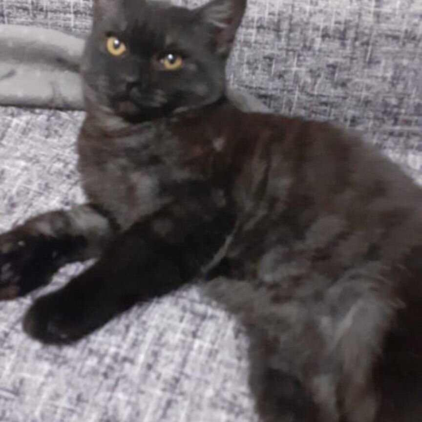 Котёнок Кексик, окрас "чёрный дым"