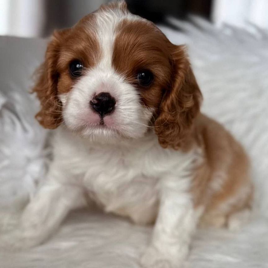 Кавалер кинг-чарльз-спаниель, щенок