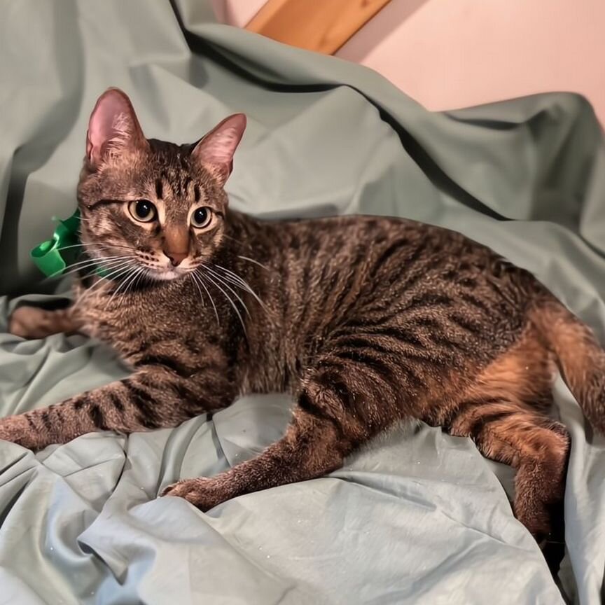 Взрослая, кошка в добрые руки