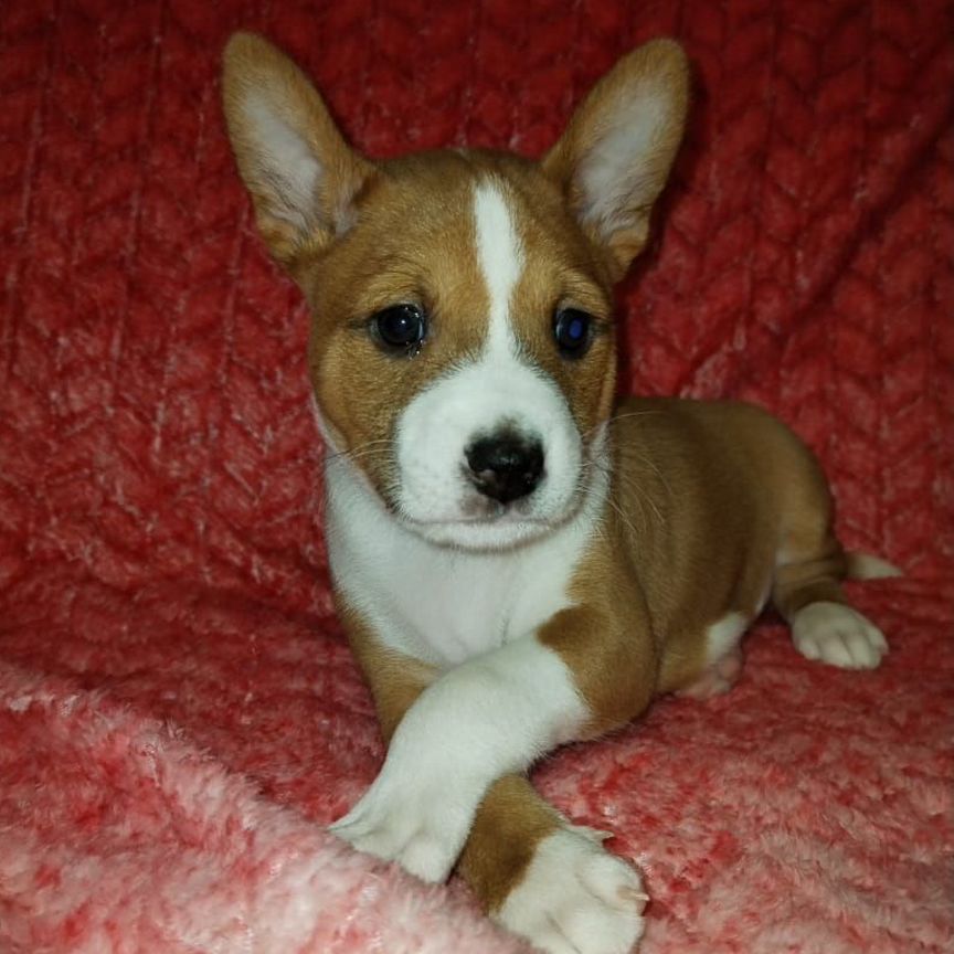 Басенджи, щенок