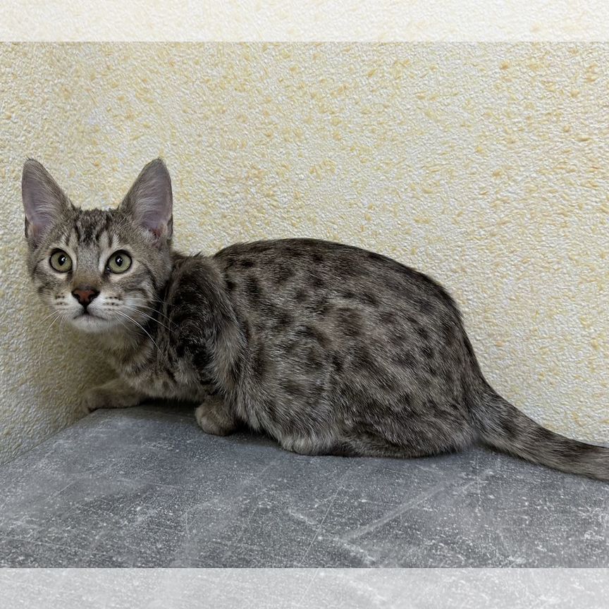 Саванна кошечка Селена