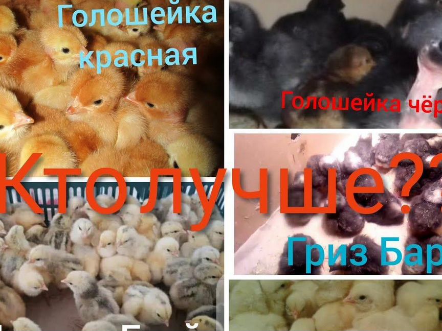 Цветной Французский Бройлер