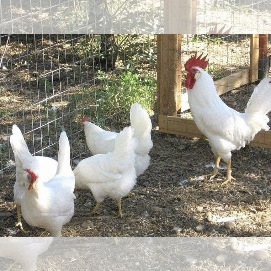 Леггорн. Инкубационное яйцо